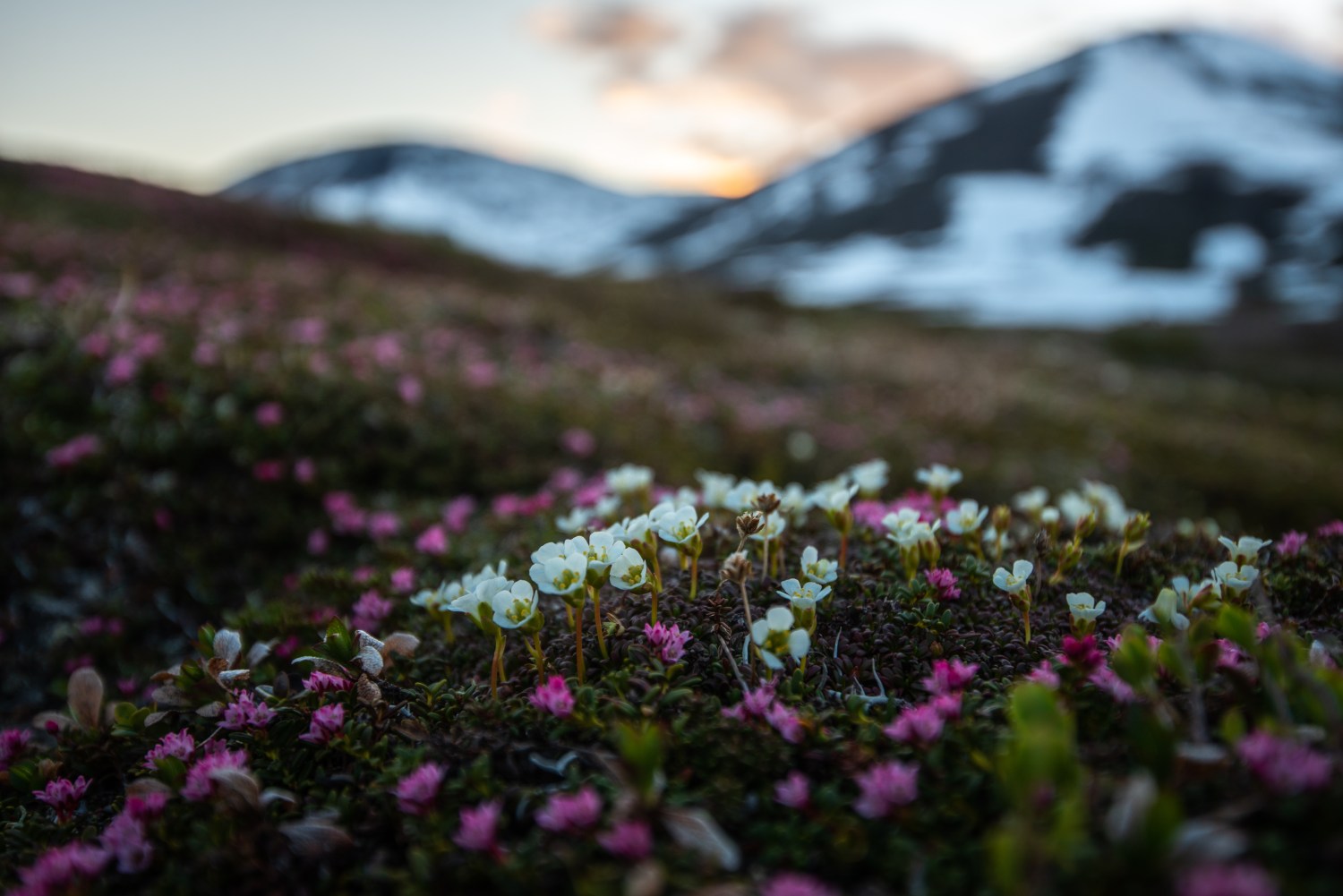 EDGE LAB – Ecological Dynamics at Geographic Extremes