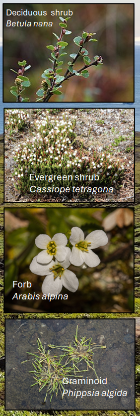 Arctic plants and temperature – a journey through space and time – EDGE LAB